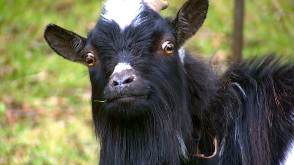 Goat gives birth to baby with 2 heads, six legs [Video]