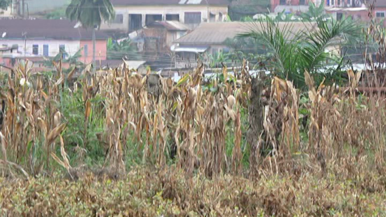 Video+Audio: Maize farm at Nkawkaw Sports Stadium to generate revenue ...