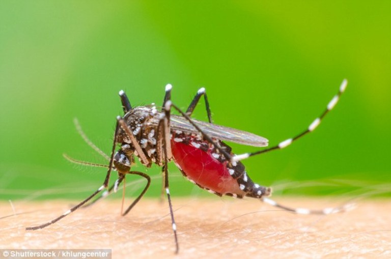 Meet world’s most beautiful mosquito - Adomonline.com