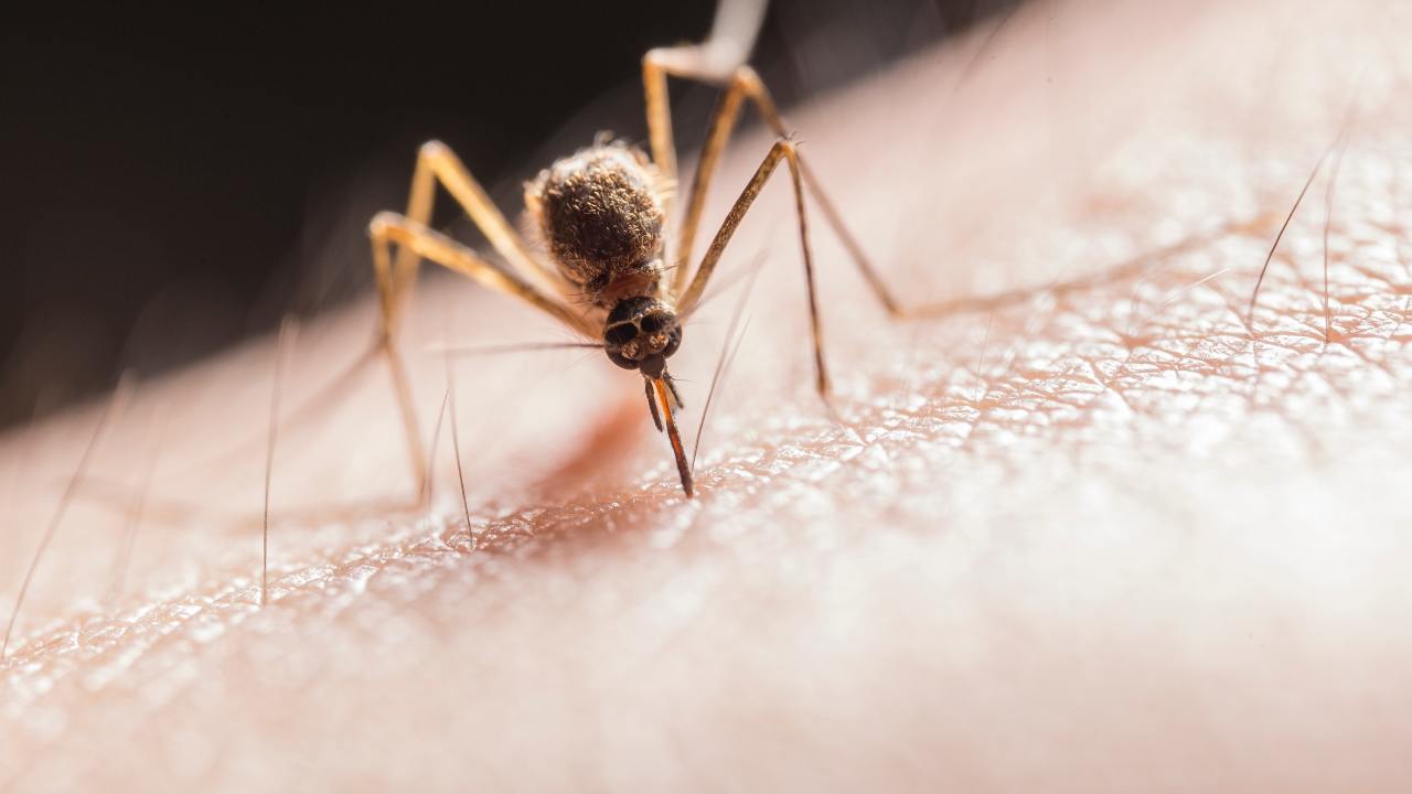 Check out country with worst Malaria cases worldwide