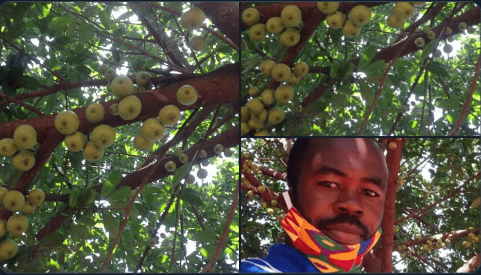 Ghanaians react to production of apple fruits in Kumasi [Video+Photos ...