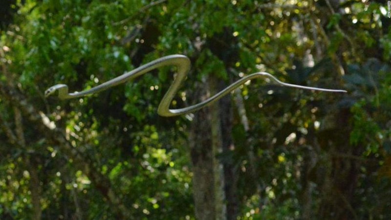 Flying snakes? Here's how they can glide through the air - Adomonline.com