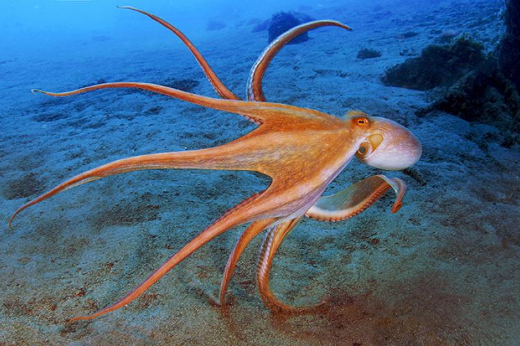 Why impunity walks on Octopus legs in Ghana - Adomonline.com