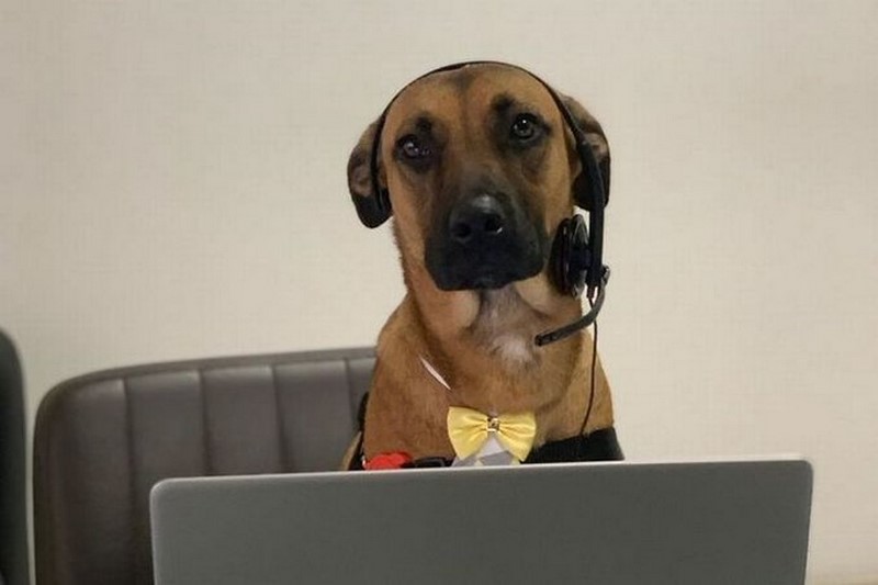 Stray dog who keeps visiting car dealership is adopted by staff and ...
