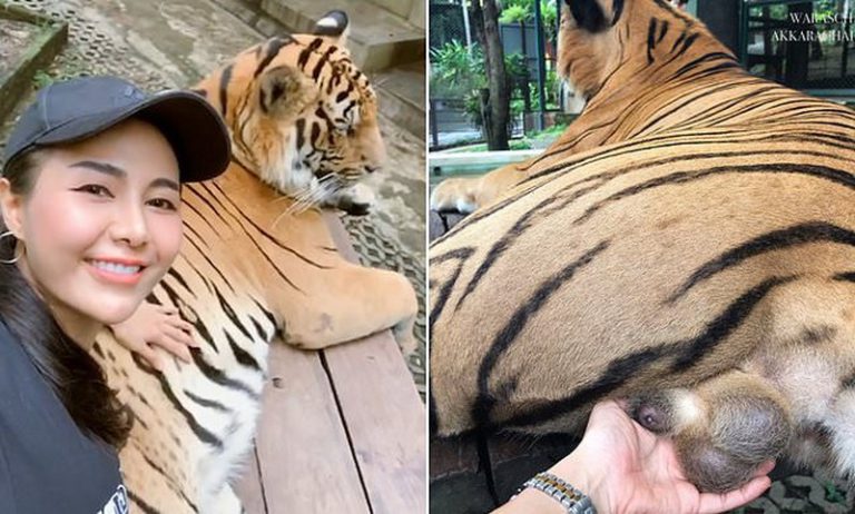 Tourist grabs a tiger's testicles as she poses for a photo - Adomonline.com