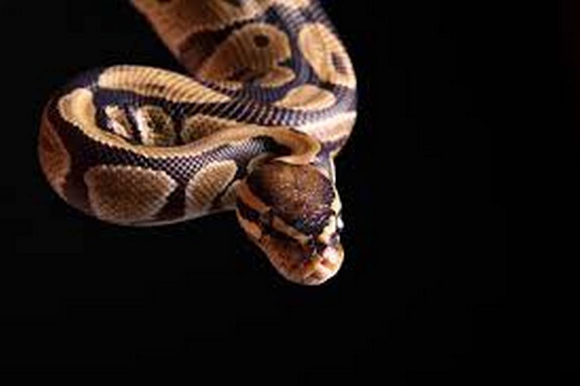 Bizarre Python Bites Mans Manh D[photos]