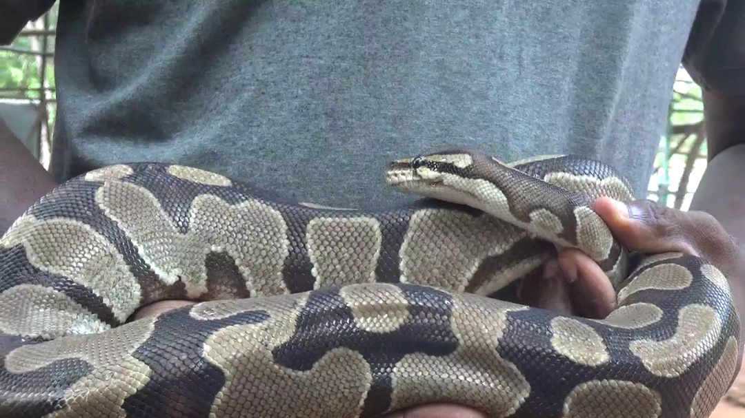 Python business booms in Ghana despite Covid-19 [Photos] - Adomonline.com