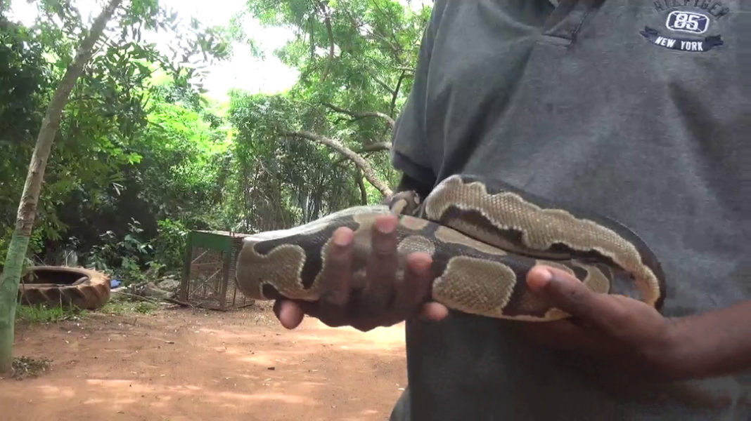 Python business booms in Ghana despite Covid-19 [Photos] - Adomonline.com