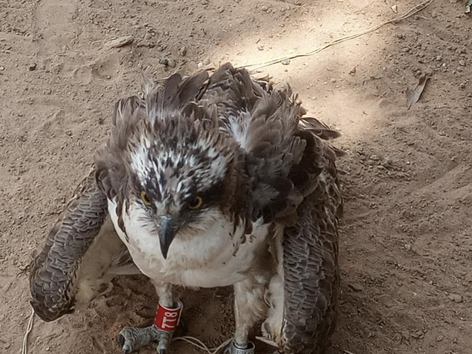 Bird missing from zoo in Europe found in Nigeria [Photos] - Adomonline.com