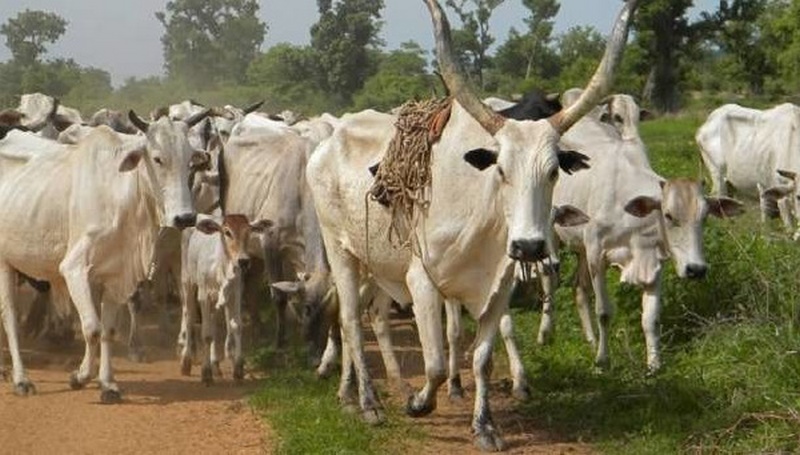 Man gifted 246 cows for mother's funeral - Adomonline.com