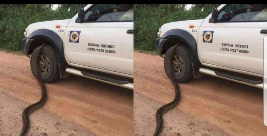 Shocking: Snake crawls into tyre of ECG car [Photos] - Adomonline.com