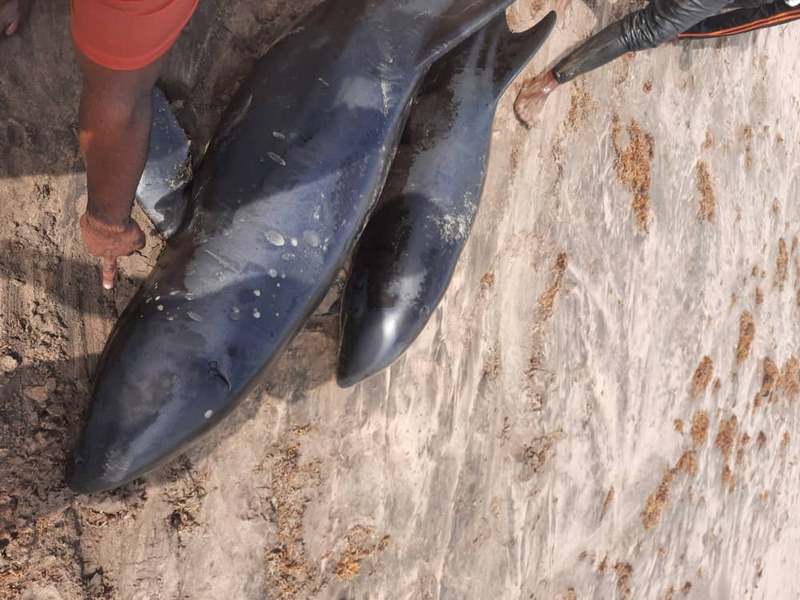 Shocking: Over 60 dead dolphins washed ashore coasts of Axim, Osu and ...