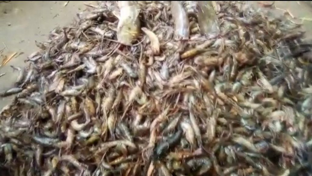 Mystery: Bumper fish harvest in river Ochi after Tuesday's downpour ...