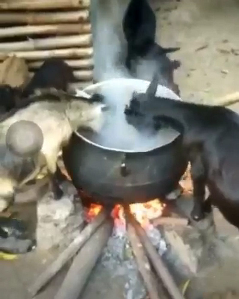 Goats trend on social media after eating food from pot on fire [Video ...