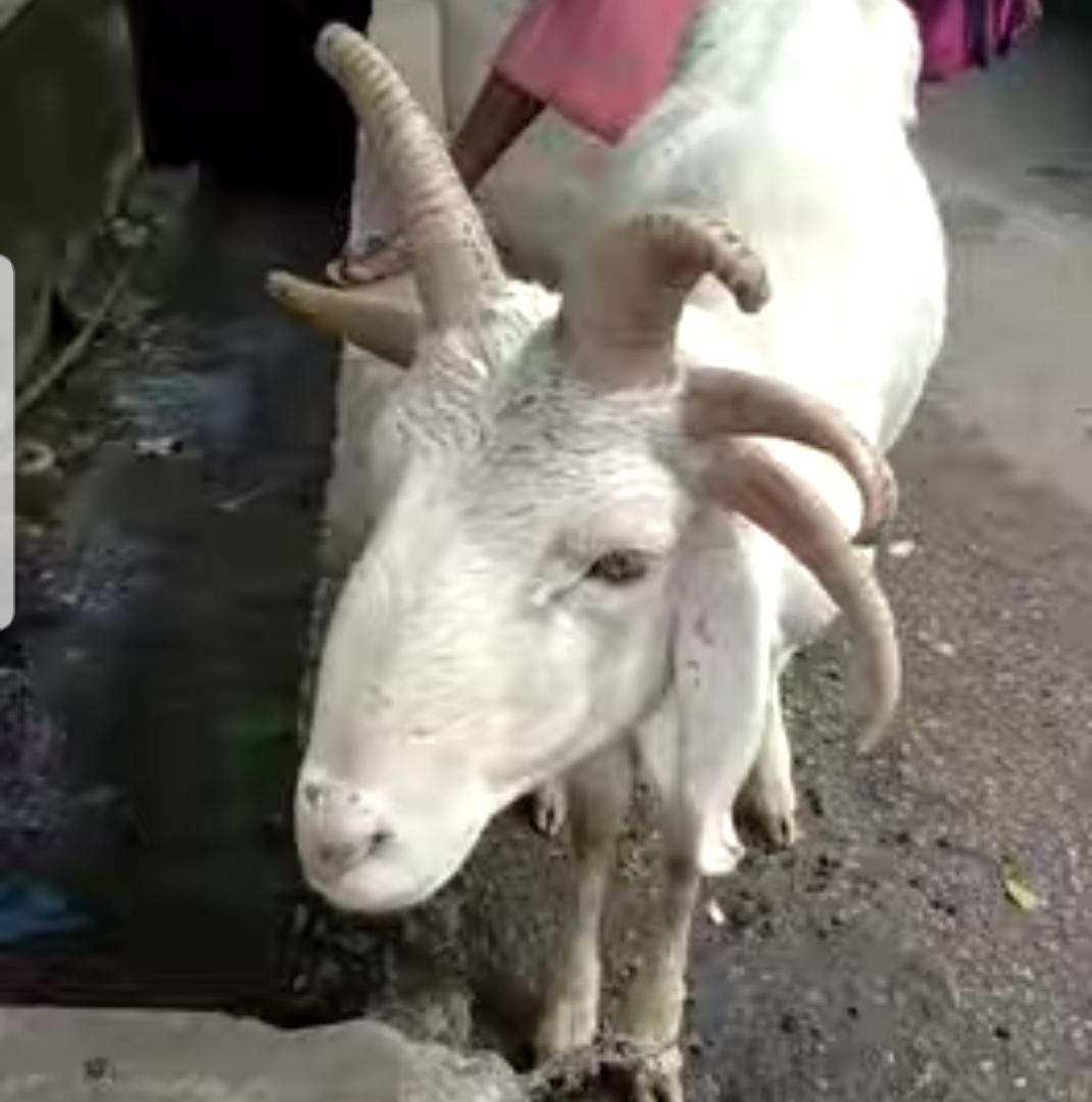 Mysterious sheep with five horns spotted in market [Video] - Adomonline.com