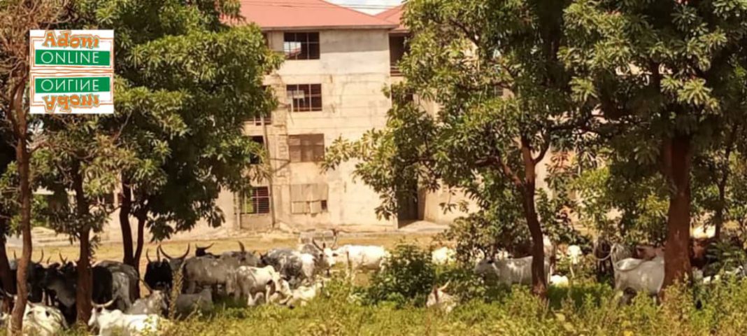 Abandoned 'Mahama' Community Day School turns cattle ranch [Photos ...