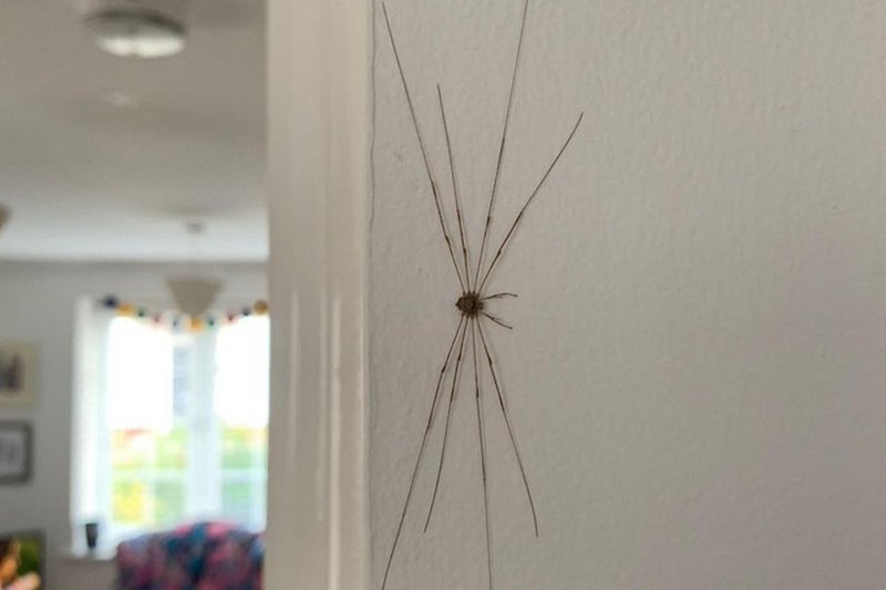 Giant ‘spider’ measuring 7 inches terrifies homeowner after it appears ...