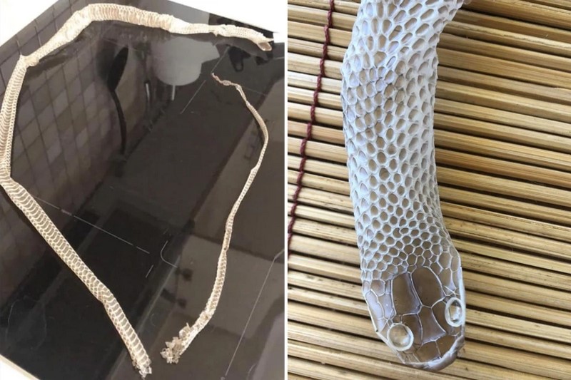 Chilling moment woman finds three ft snake skin in her garden but snake ...
