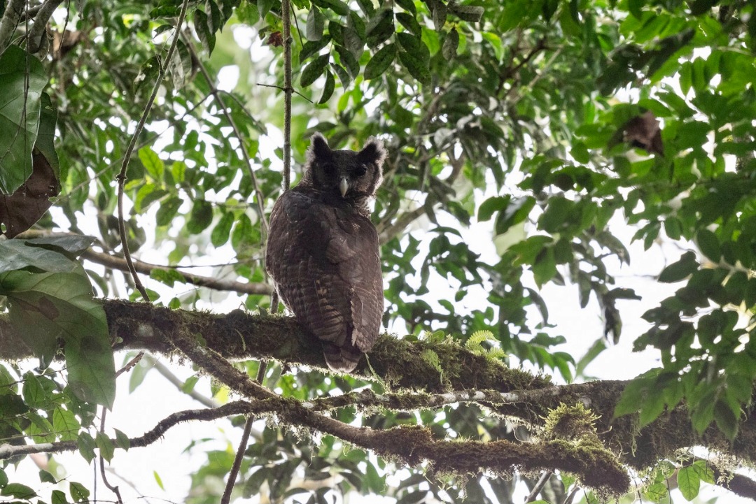 Spectacular and Elusive Bird rediscovered in Atewa Forest - Adomonline.com