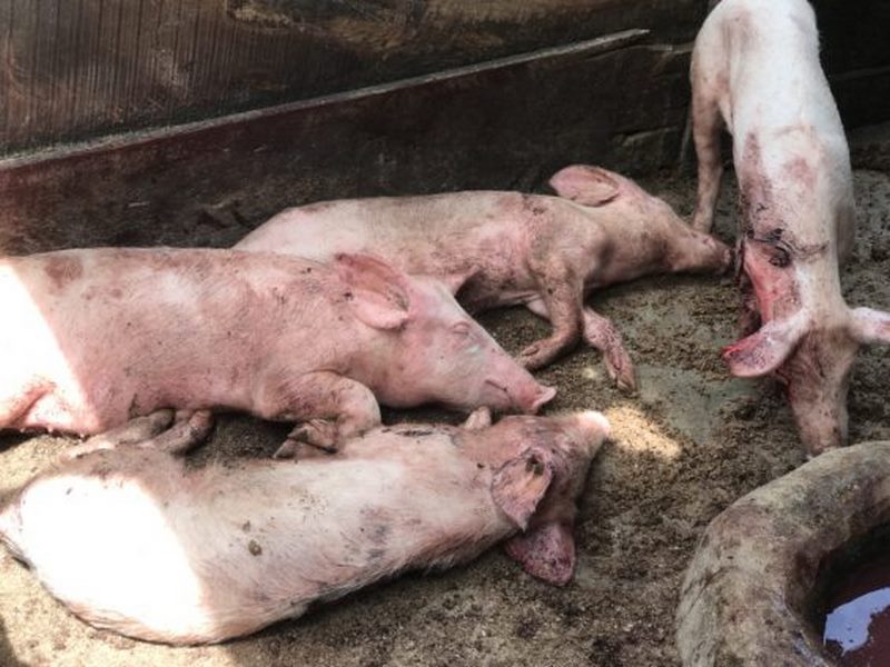 African Swine Fever kills over 2,000 pigs at Ejura [Photos ...