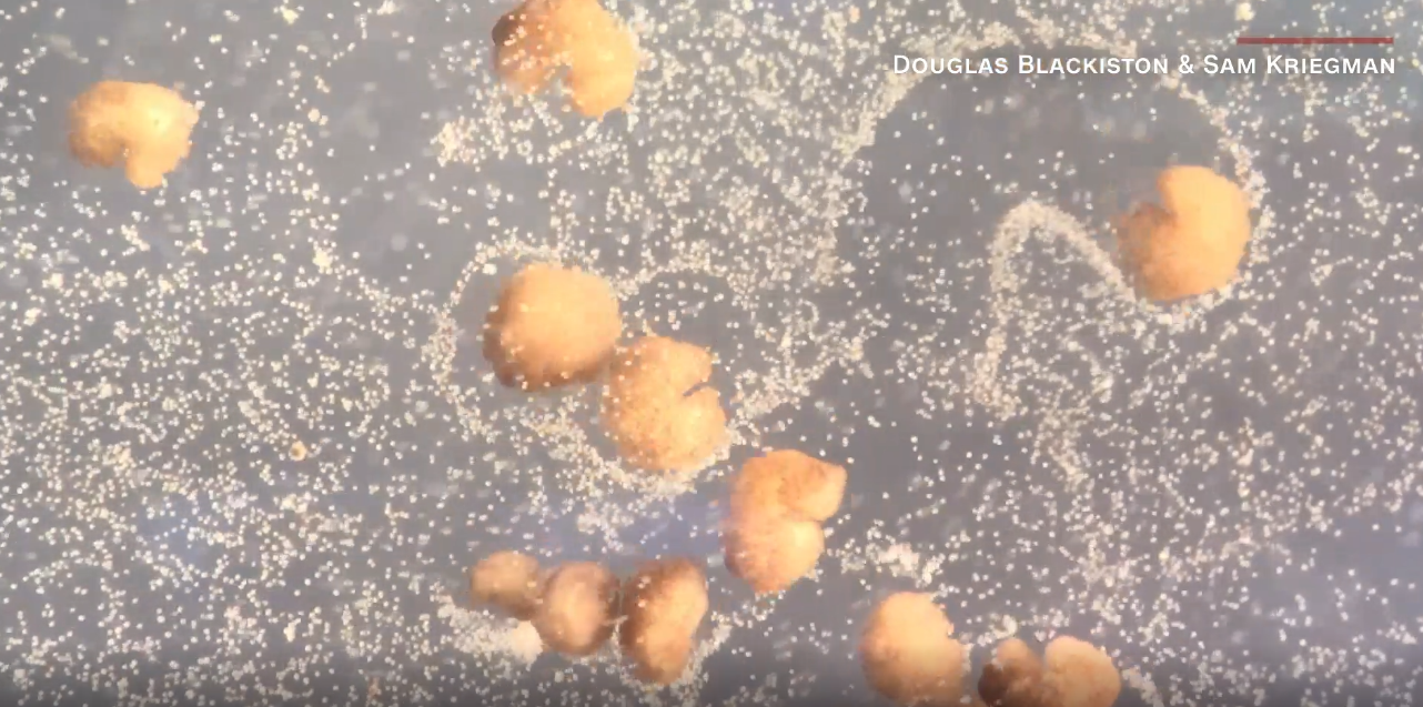 World's first living robots can now reproduce, scientists say ...