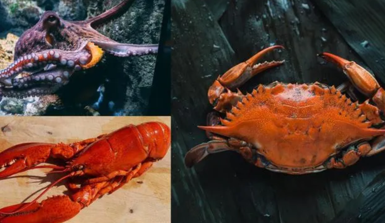 Why lobsters, Octopuses and crabs shouldn't be boiled alive - UK report ...