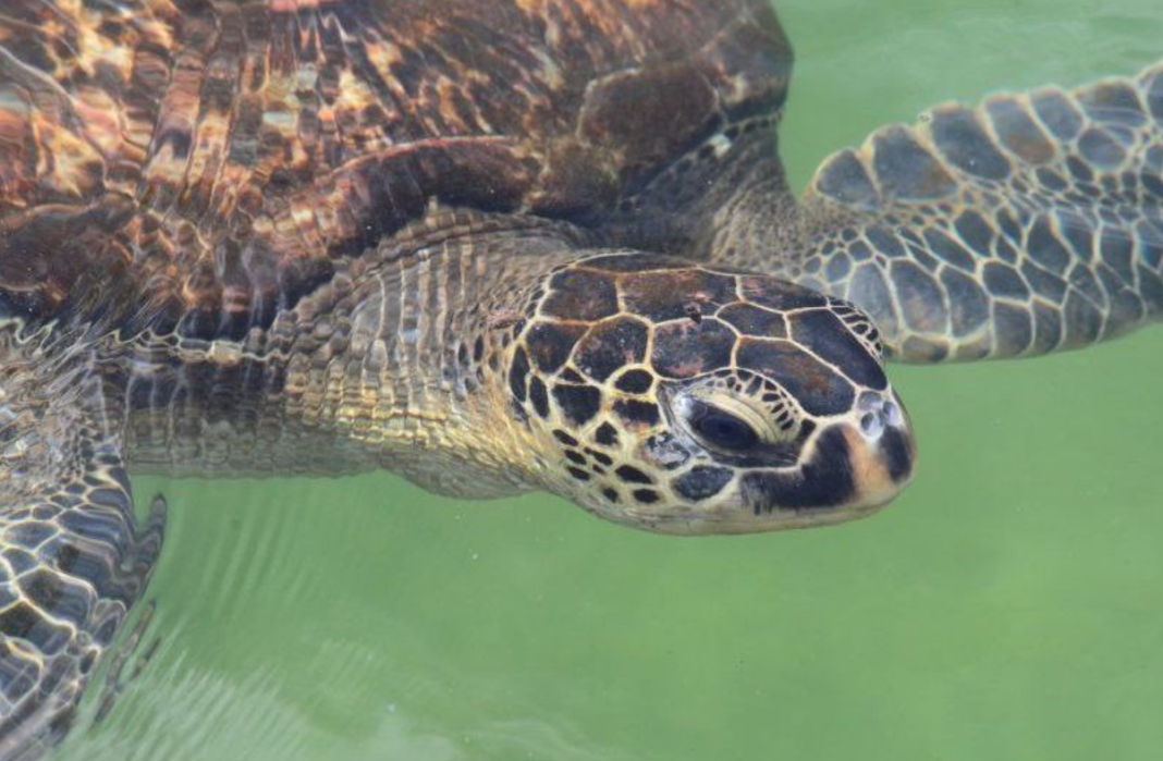 Seven die after eating poisonous turtle meat - Adomonline.com