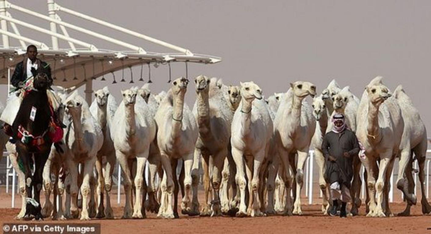 Over 40 camels disqualified from Saudi beauty pageant - Adomonline.com