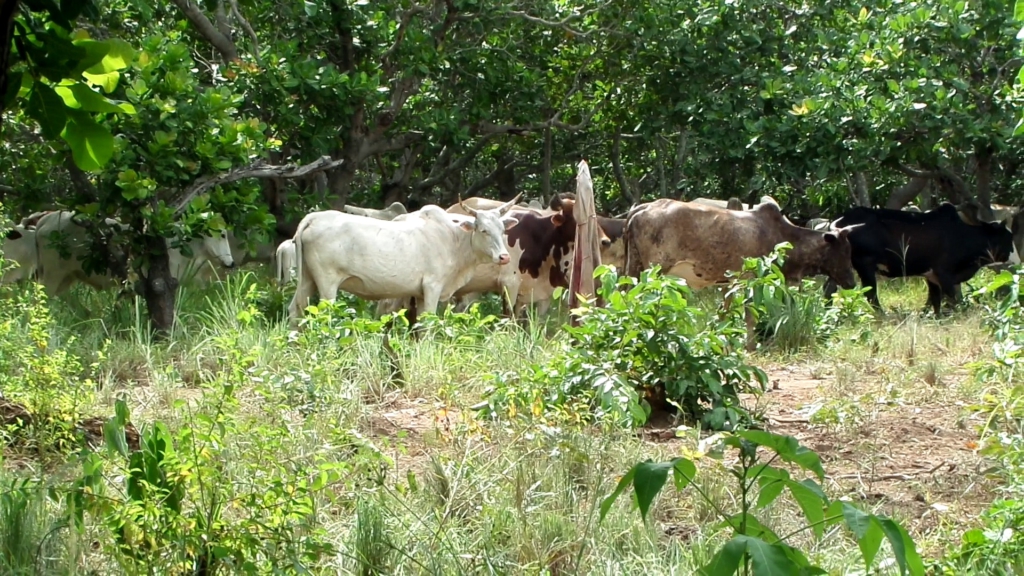 Beyi W'ano: Bono forest reserve under threat following Fulani invasion ...