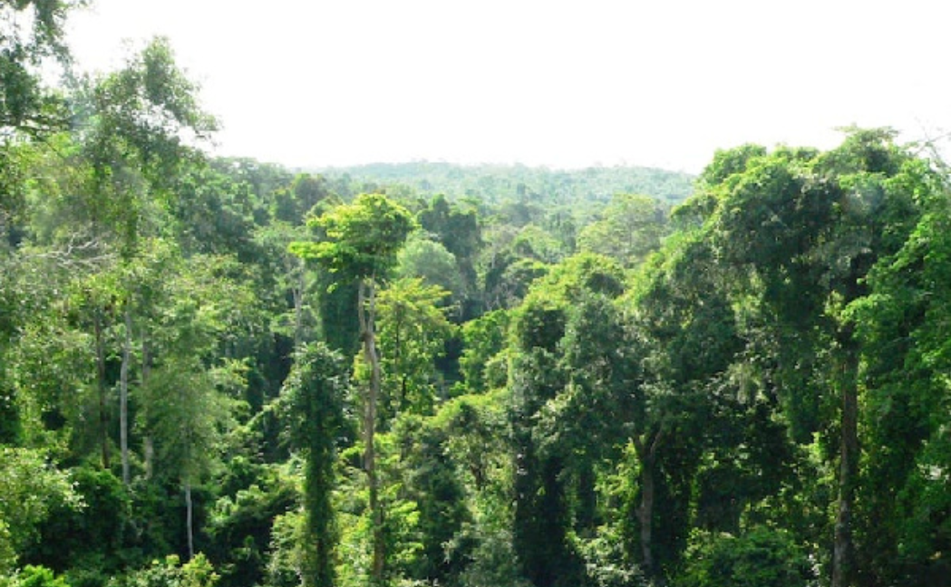 Achimota Forest saga: Owoo family breaks silence - Adomonline.com