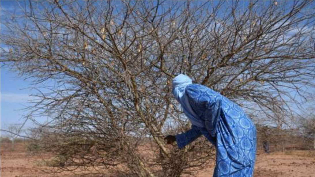 Niger begins making artificial rain to curb drought - Adomonline.com