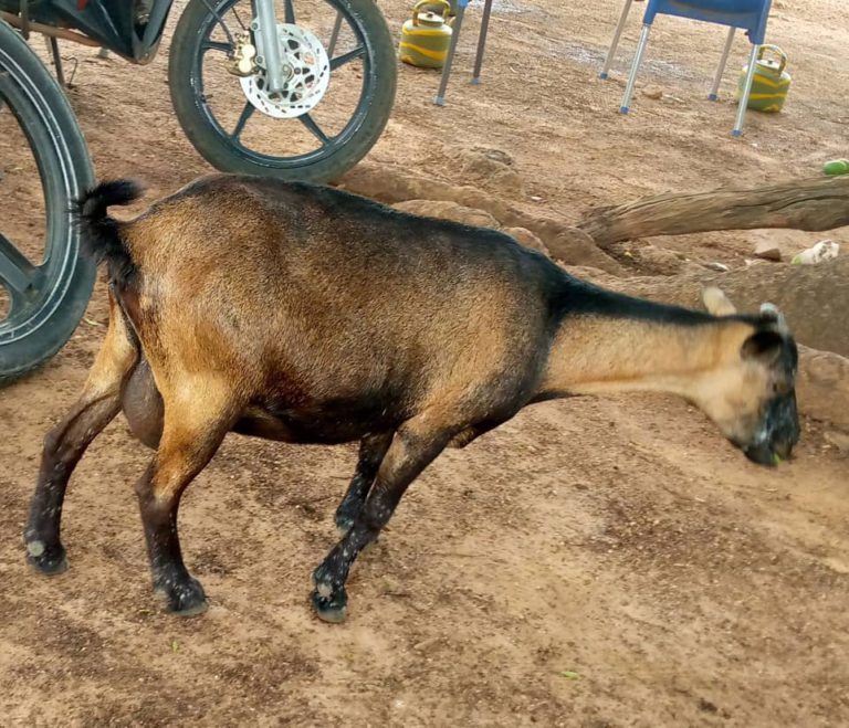 2 farmers arrested for stealing goat - Adomonline.com