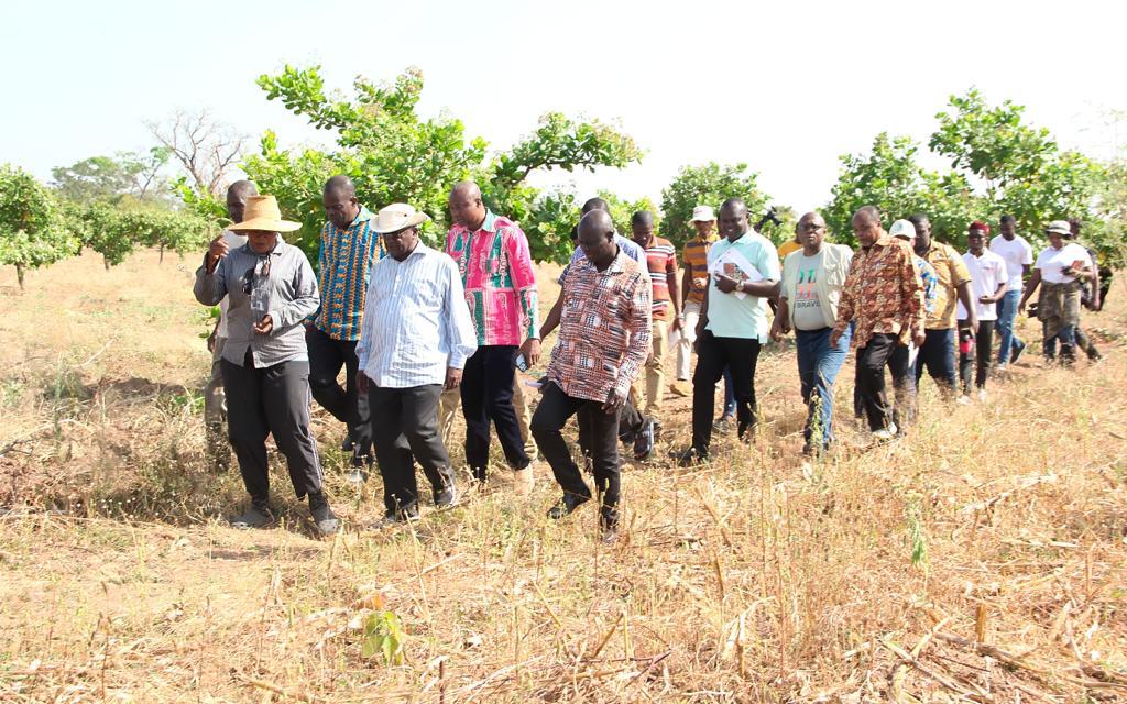 Agric Minister praises rice farmers in Upper East Region - Adomonline.com