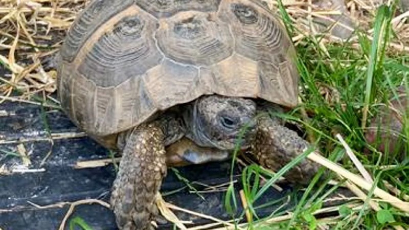 Runaway tortoise found by her owner two years after wandering away from ...