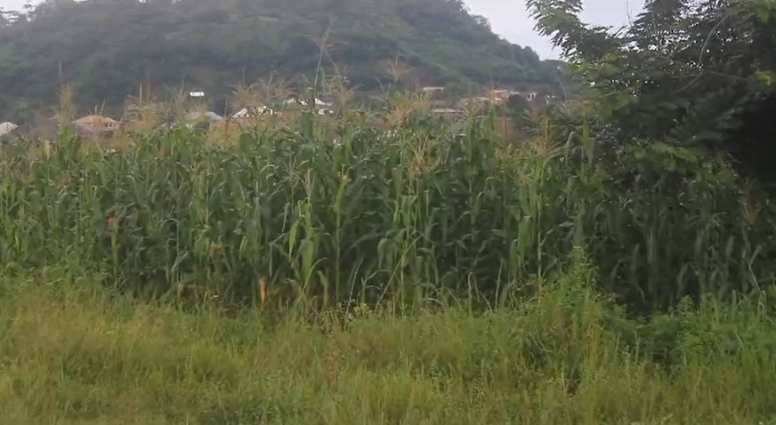 Nkawkaw MP speaks out about stadium converted into maize farm ...