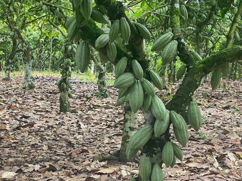 Meet the 40-year-old cocoa farmer with 101 acres of cocoa farm ...