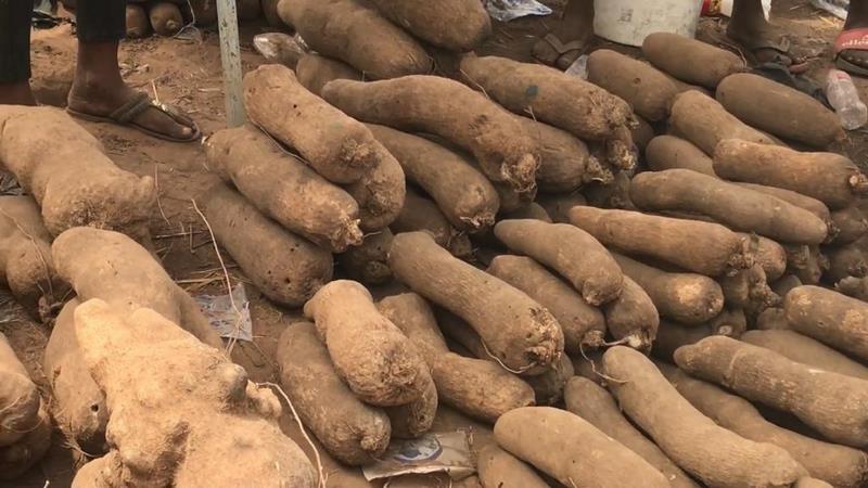 Yam farmers in Oti appeal for solutions to post-harvest losses ...