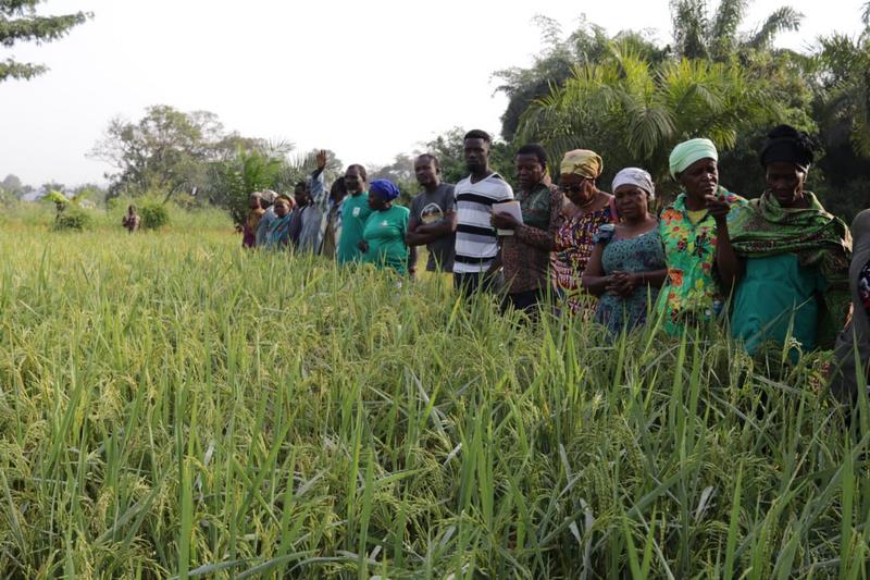 Volta and Oti region rice farmers embark on climate-resilient rice ...