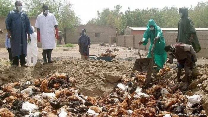 Bird flu outbreak confirmed in Nigeria