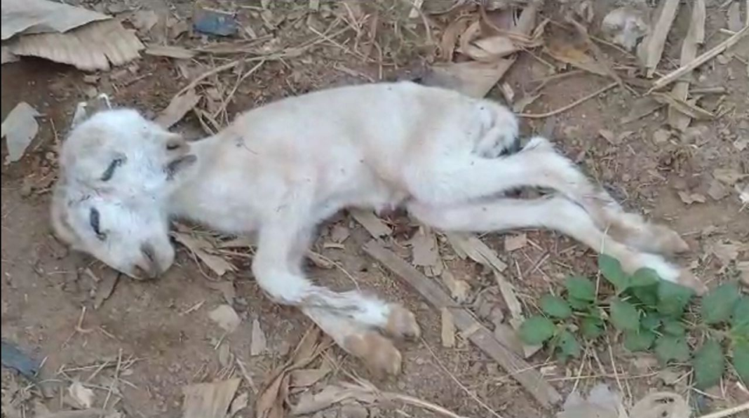 Sheep gives birth to lamb with two heads at Sehwi Wenchi - Adomonline.com