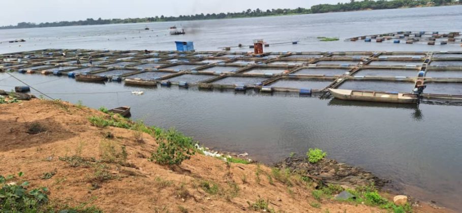 Aveyime: Fish farmers count losses; seek support after floods and ...