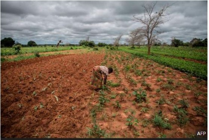 Zambia declares national emergency over drought - Adomonline.com