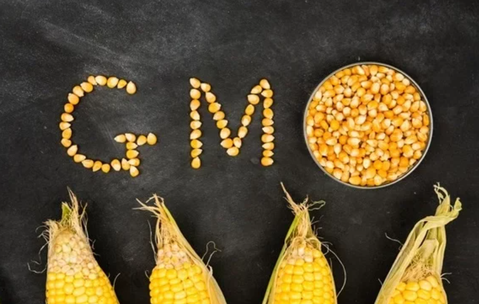 NBA: Ghana yet to approve cultivation of 14 genetically modified seeds ...