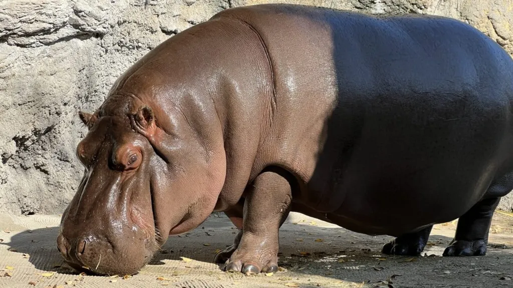 Zoo discovers 'male' hippo is actually female after 7 years ...