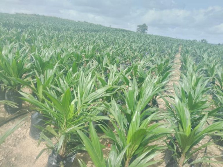 Sri Ghana worried over killing of their workers at Adeiso - Adomonline.com