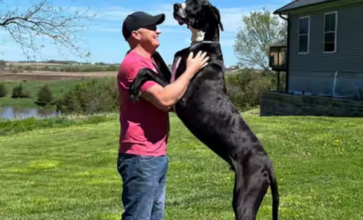 World's tallest male dog Kevin passes away - Adomonline.com