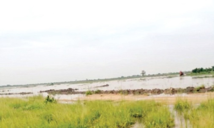 Rice farm destroyed as Mepe floods again - Adomonline.com