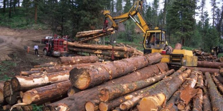 Wood shortage looms as 75 out of 100 local timber manufacturing ...