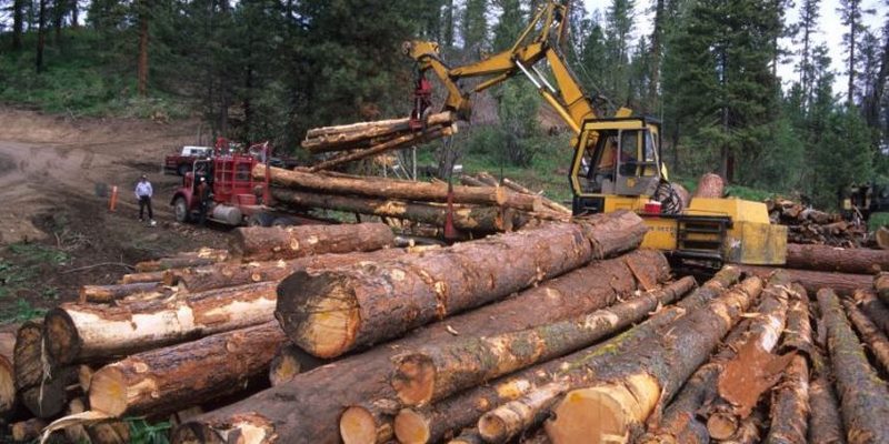 Wood shortage looms as 75 out of 100 local timber manufacturing ...