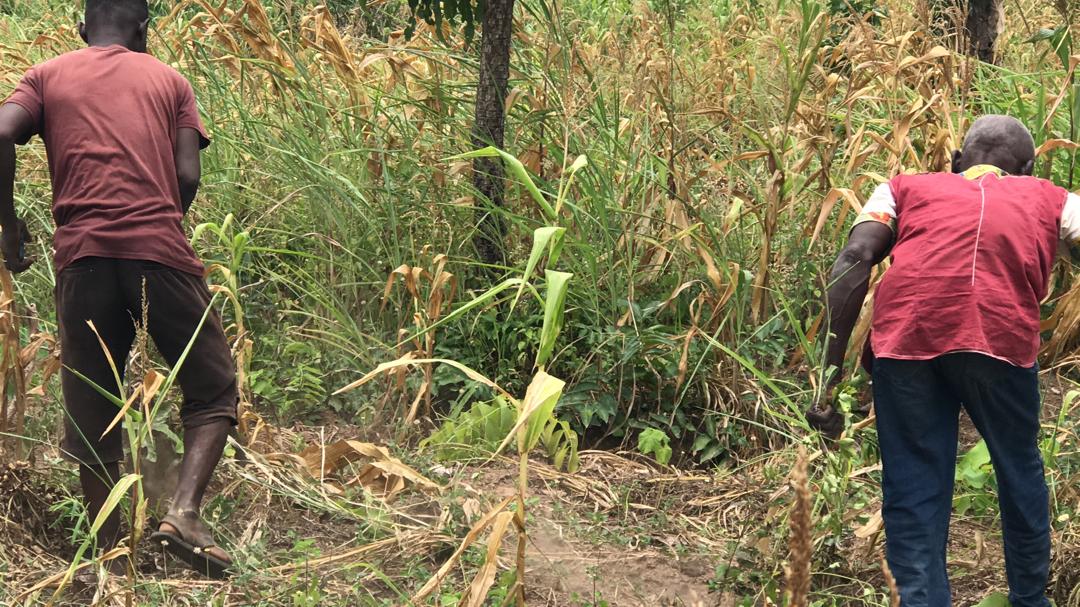 Farmers face devastating losses as drought threatens crops and ...